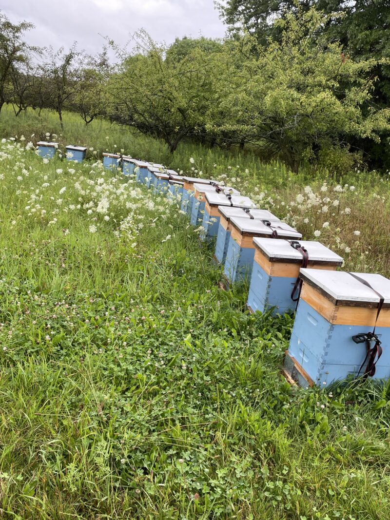 Pollinators at Forgotten Harvest Farms